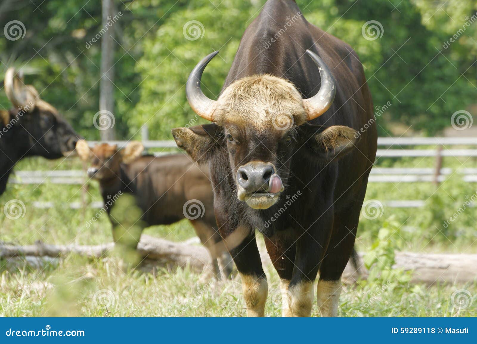 Malayan Gaur stock photo. Image of formidable, masculine - 59289118