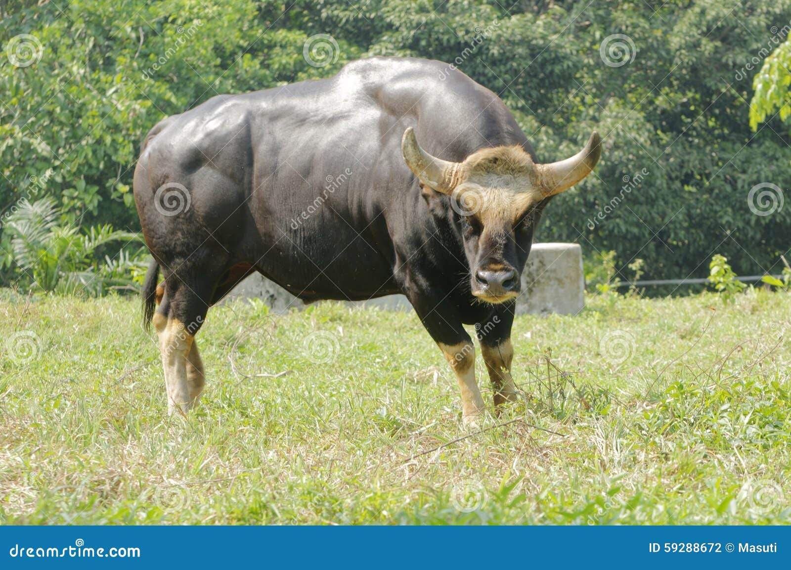Malayan Gaur stock photo. Image of national, male, mature - 59288672