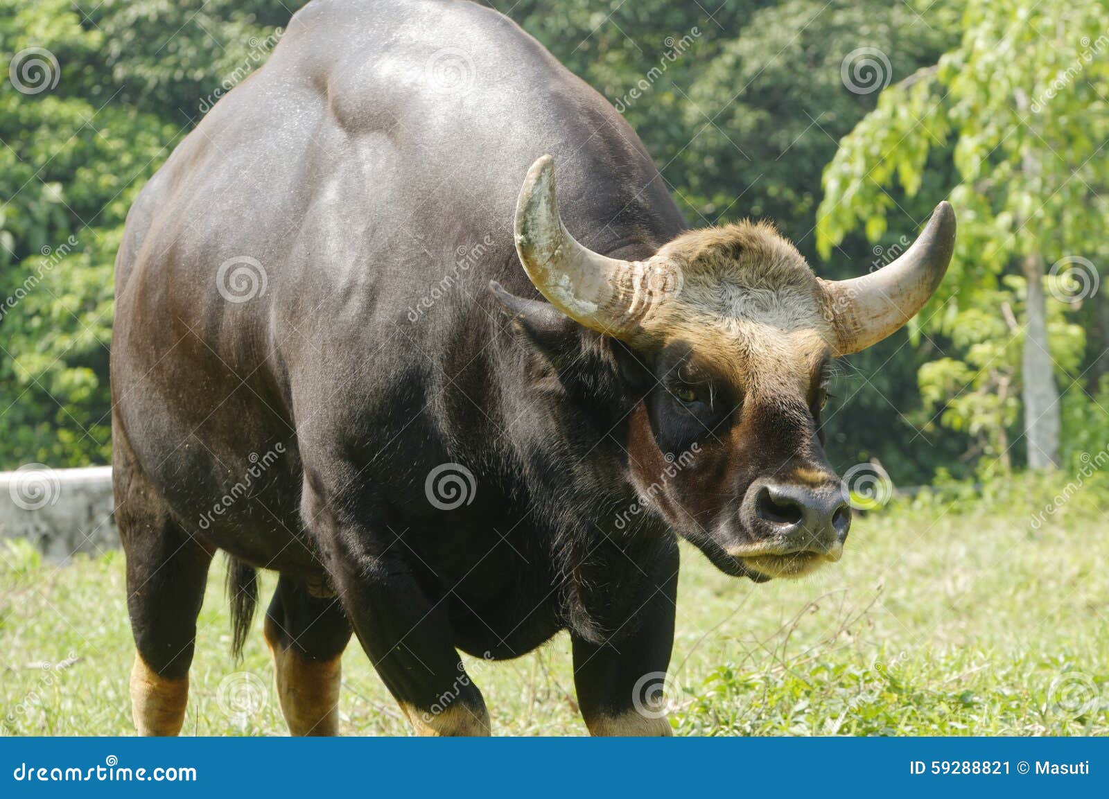 Malayan Gaur stock image. Image of masculine, bison, nature - 59288821