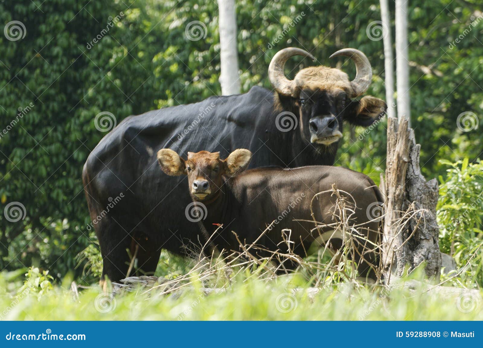 Malayan Gaur stock photo. Image of muscle, dangerous - 59288908