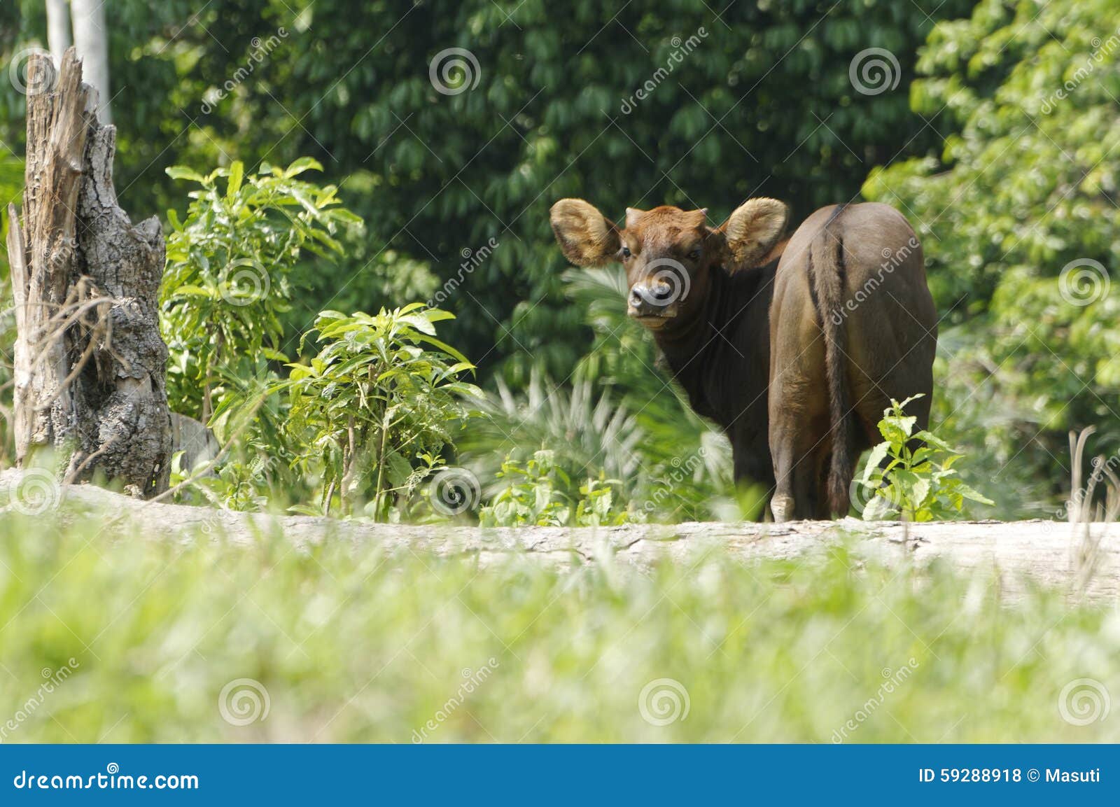 Malayan Gaur stock photo. Image of national, gaurus, female - 59288918