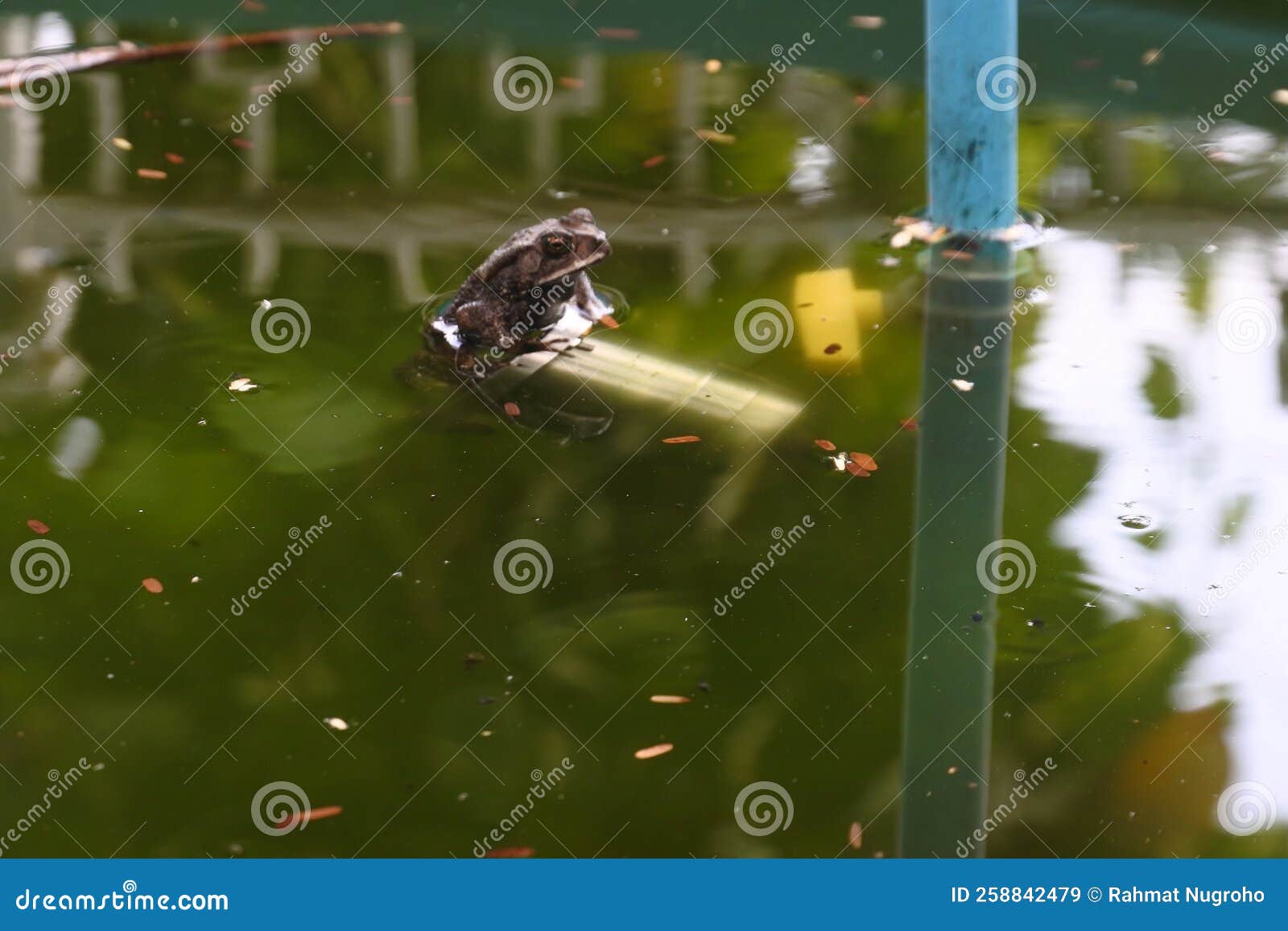Malayan Giant Toad Frog or River Toad. Amphibi Animal Stock Image ...