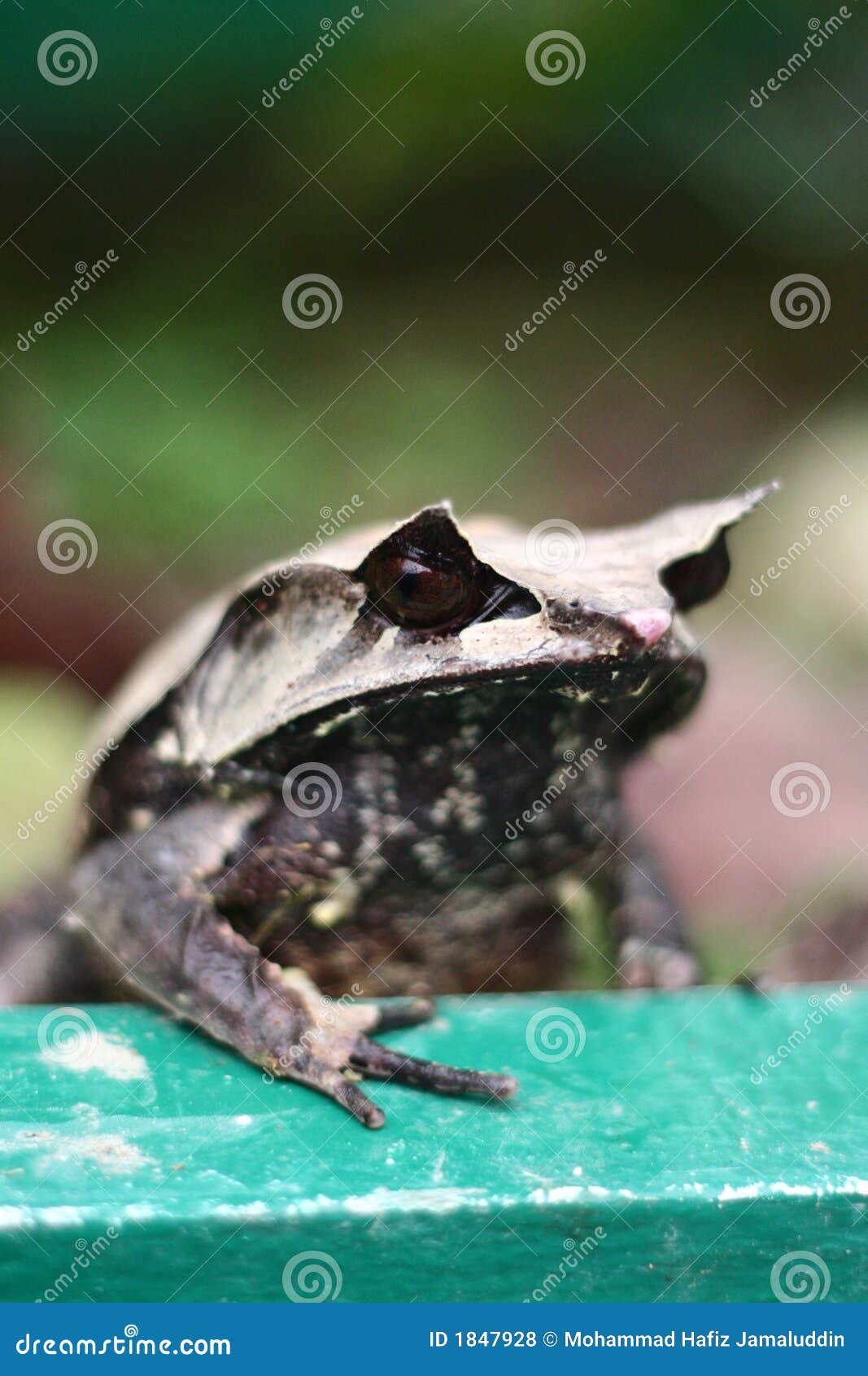 Malayan horned eye frog stock photo. Image of camouflage - 1847928