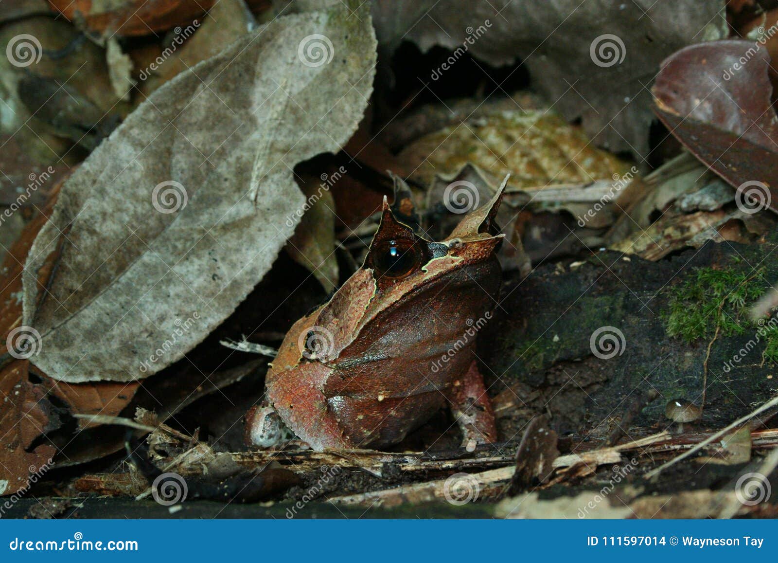 Malayan horned frog stock photo. Image of malayan, animals - 111597014