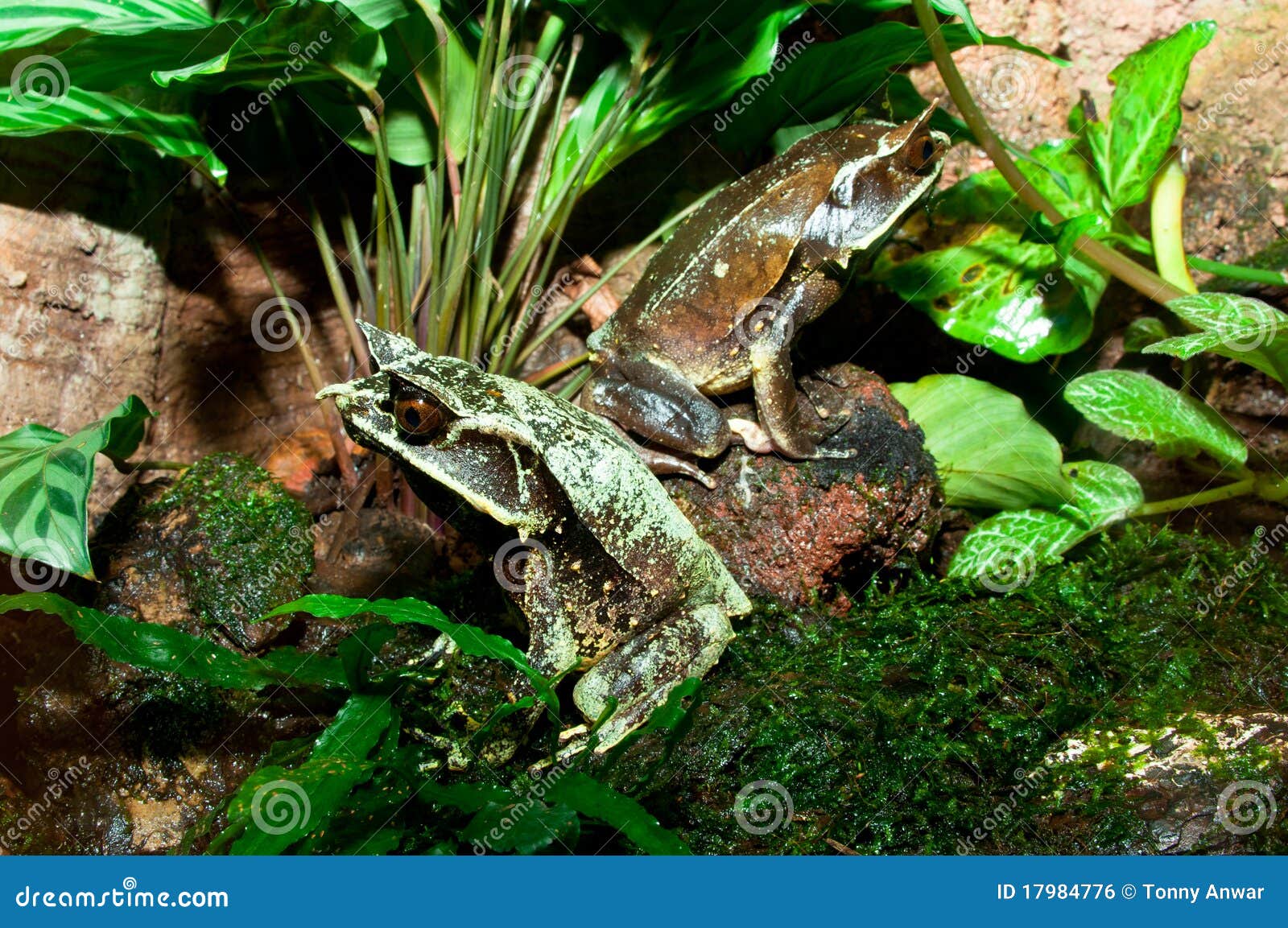 Malayan Horned Frogs stock photo. Image of toad, malaysian - 17984776