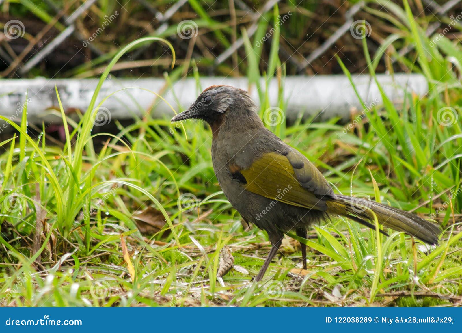 Malayan Laughingthrush stock image. Image of environment - 122038289