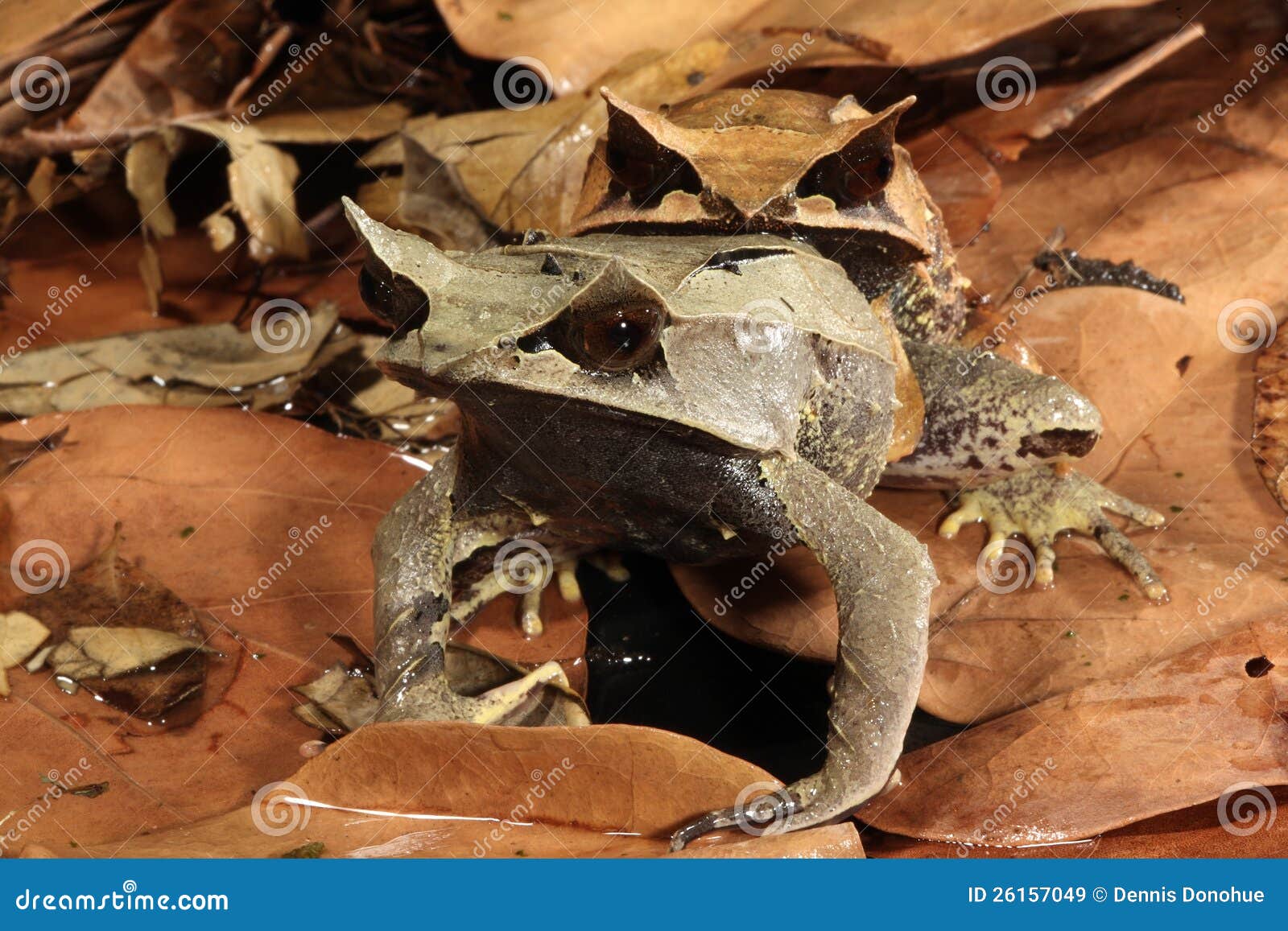 Malayan Leaf Frog â€“ Megophrys Nasuta Stock Image - Image of mating ...