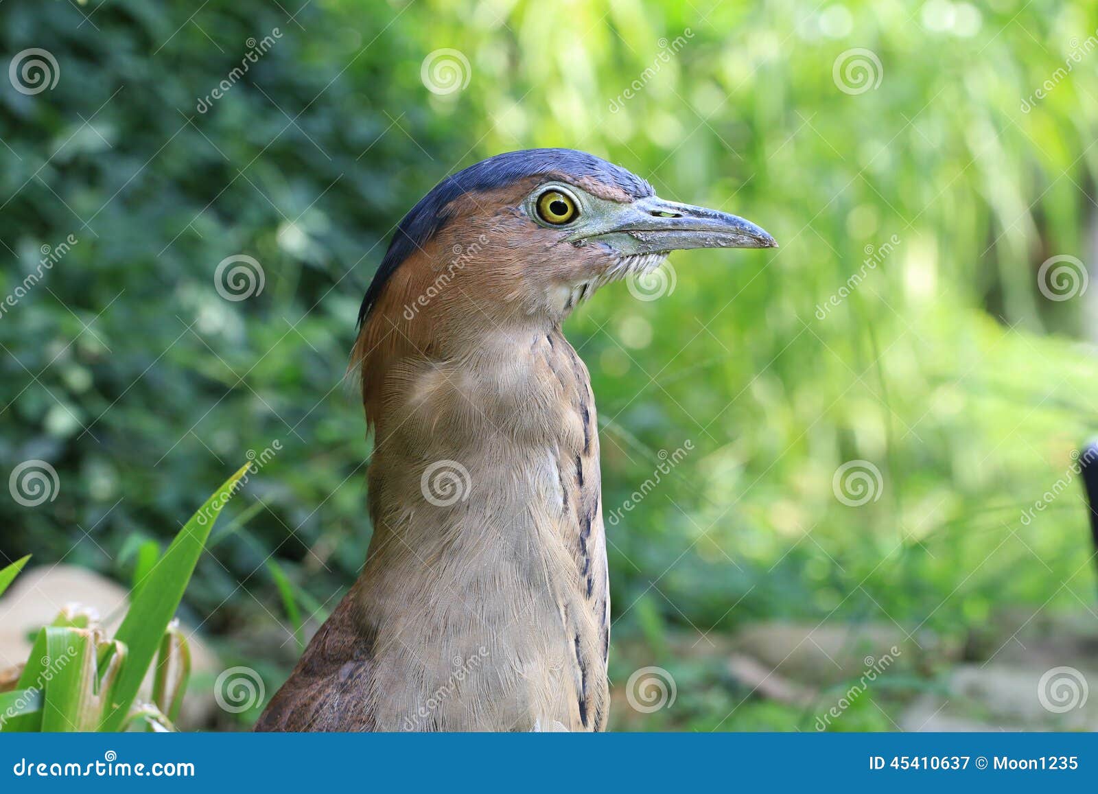Malayan Night Heron stock image. Image of ecology, head - 45410637