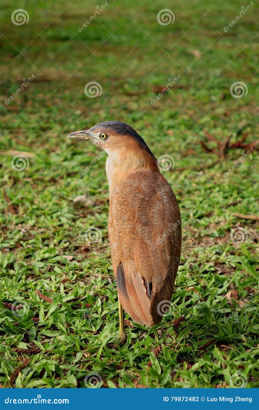 Malayan Night Heron Gorsachius Melanolophus Male Beautiful Birds Of ...
