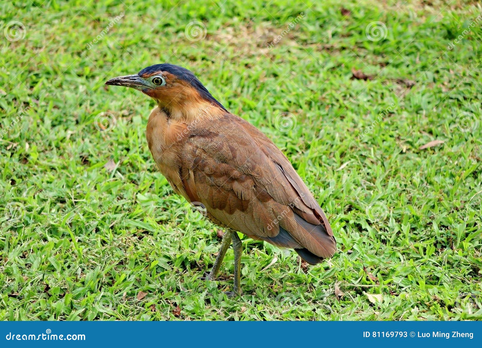 Malayan Night Heron Gorsachius Melanolophus Male Beautiful Birds Of ...