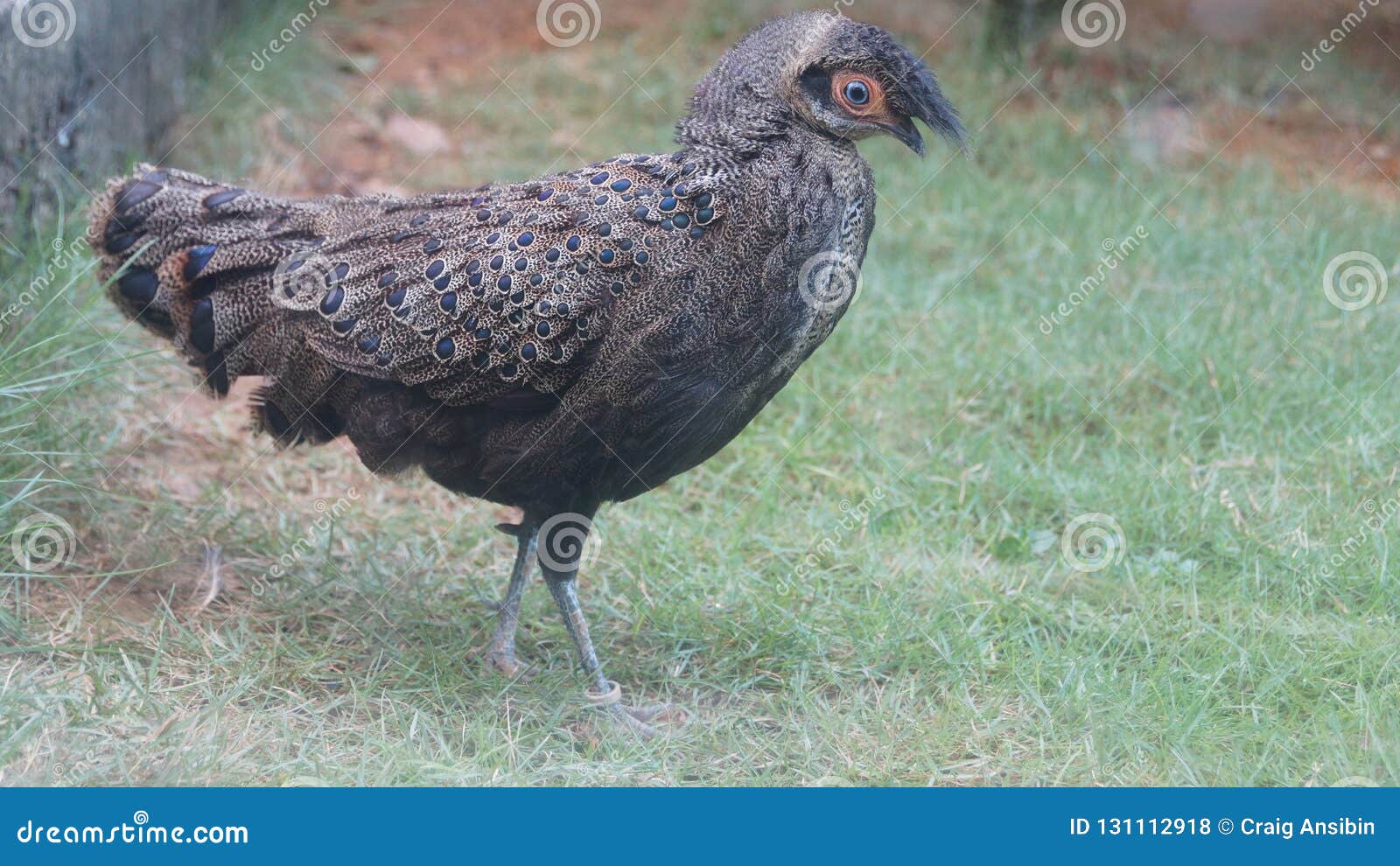 Malayan Peacock-pheasant Also Known As Crested Peacock-pheasant or ...