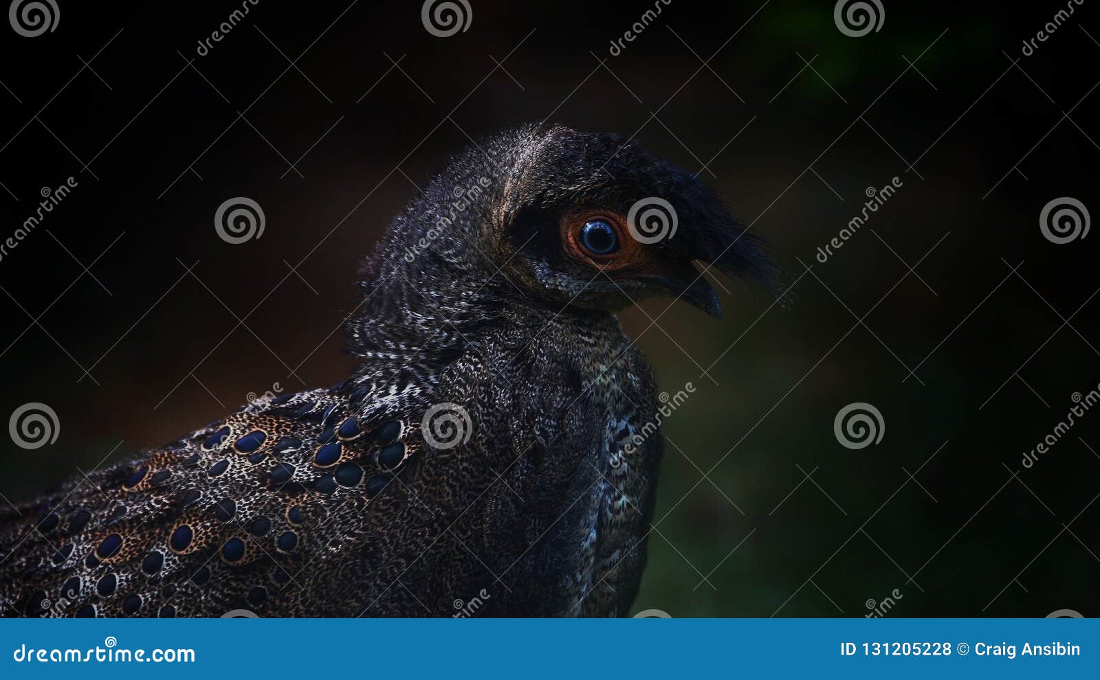 Malayan Peacock-pheasant Also Known As Crested Peacock-pheasant or ...