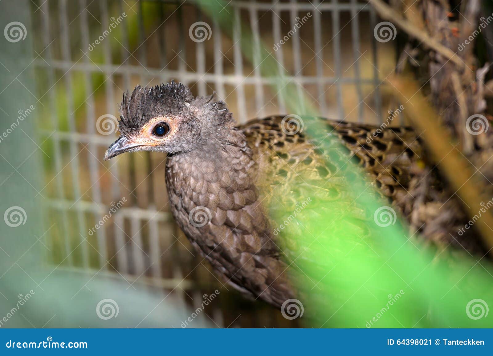 Malayan Peacock Pheasant (Polyplectron Malacense) Stock Image - Image ...