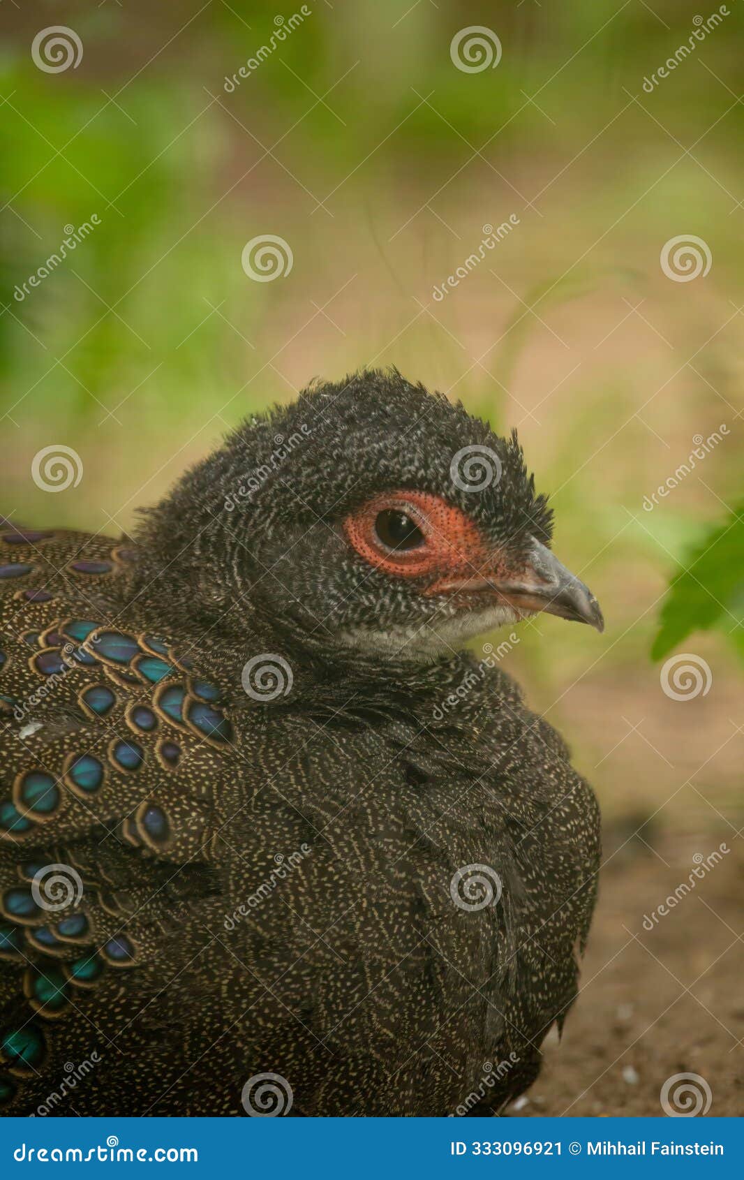 Malayan Peacock-pheasant Also Known As Crested Peacock-pheasant Or ...