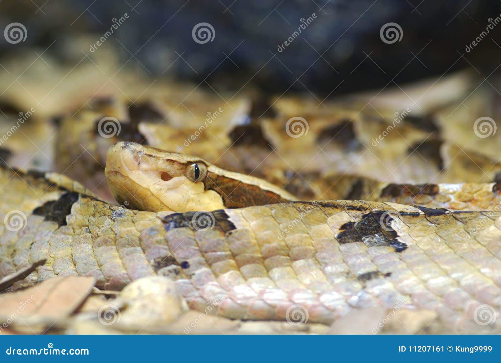 Malayan Pit Viper stock image. Image of wildlife, yellow - 11207161