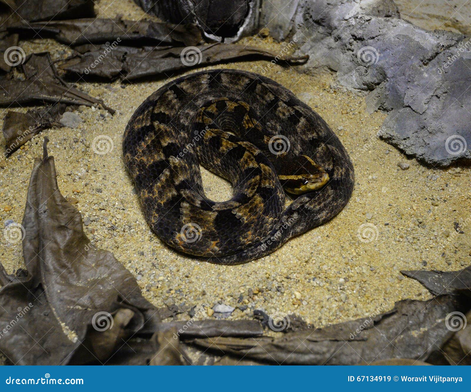 Malayan pit viper stock image. Image of closeup, skin - 67134919