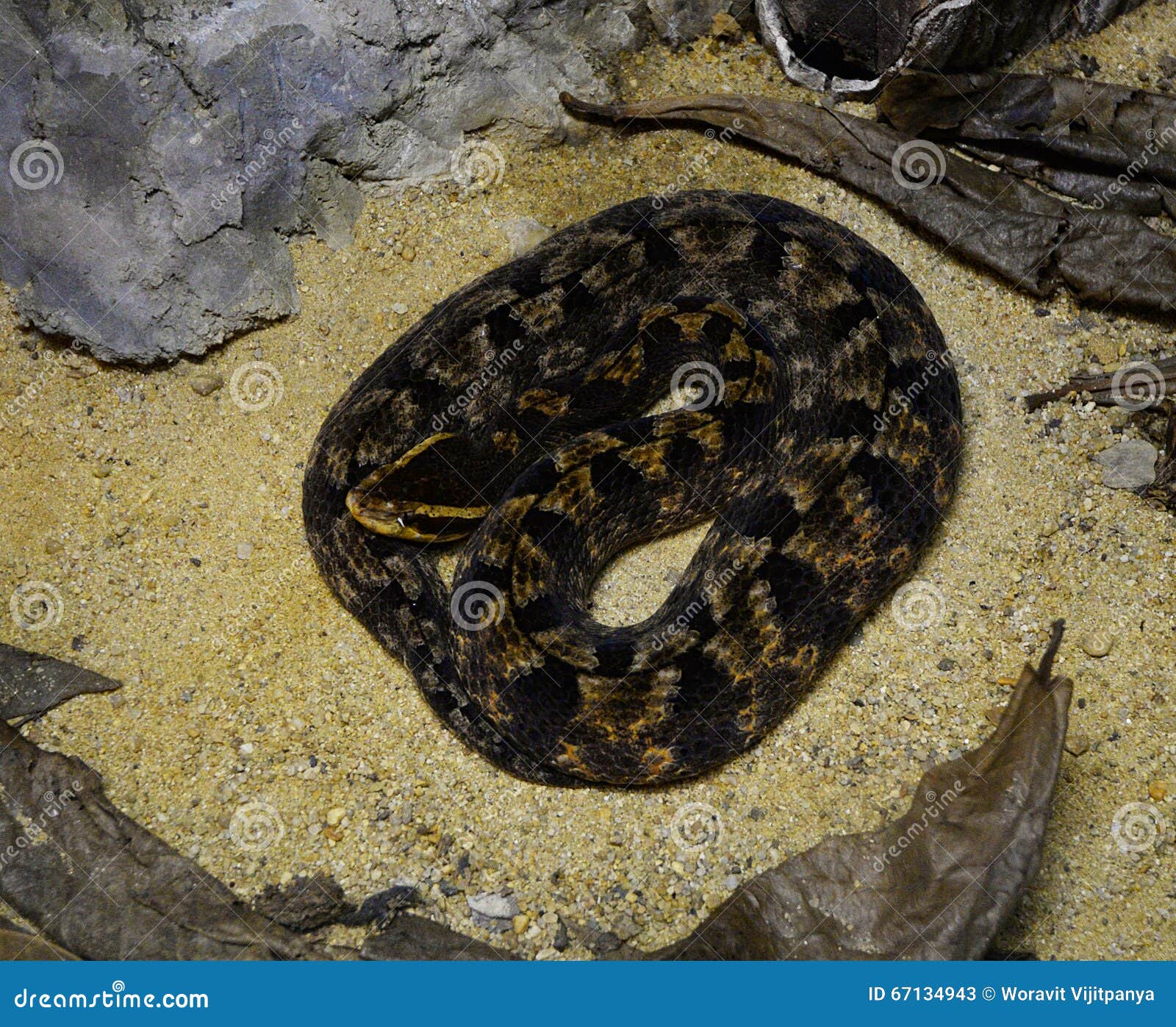 Malayan pit viper stock image. Image of danger, habitat - 67134943