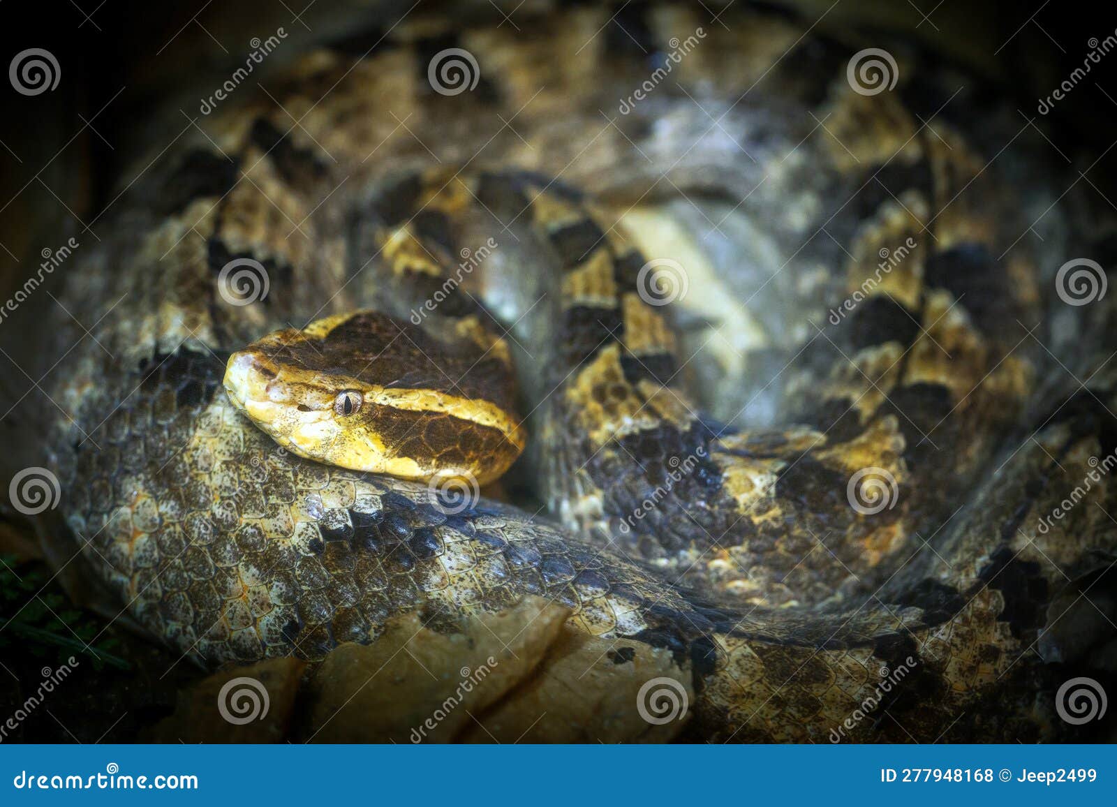 Malayan pit viper. stock photo. Image of poisonous, desert - 277948168