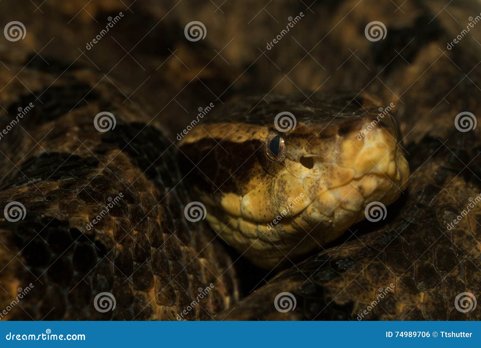 Malayan Pit Viper Snake stock photo. Image of rhodostoma - 74989706