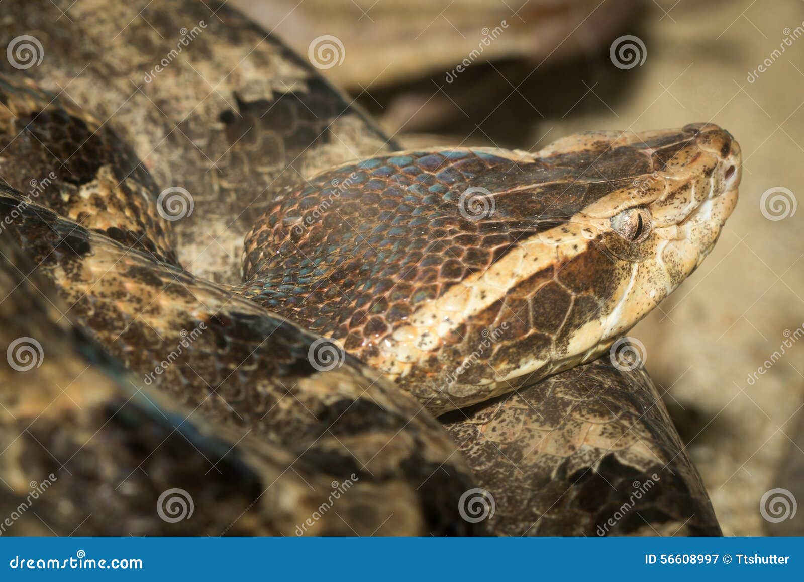 Malayan Pit Viper Snake stock image. Image of pattern - 56608997