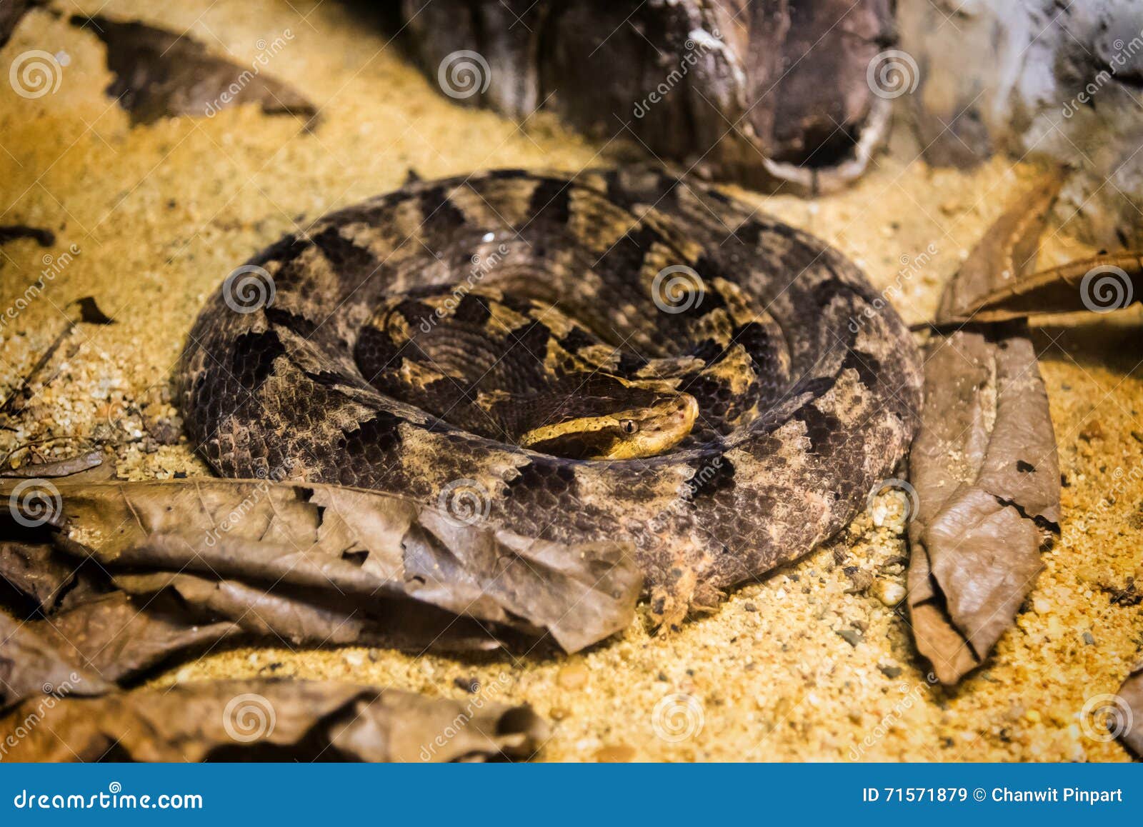Malayan Pit Viper Snake on Sand and Dry Leafs Stock Image - Image of ...