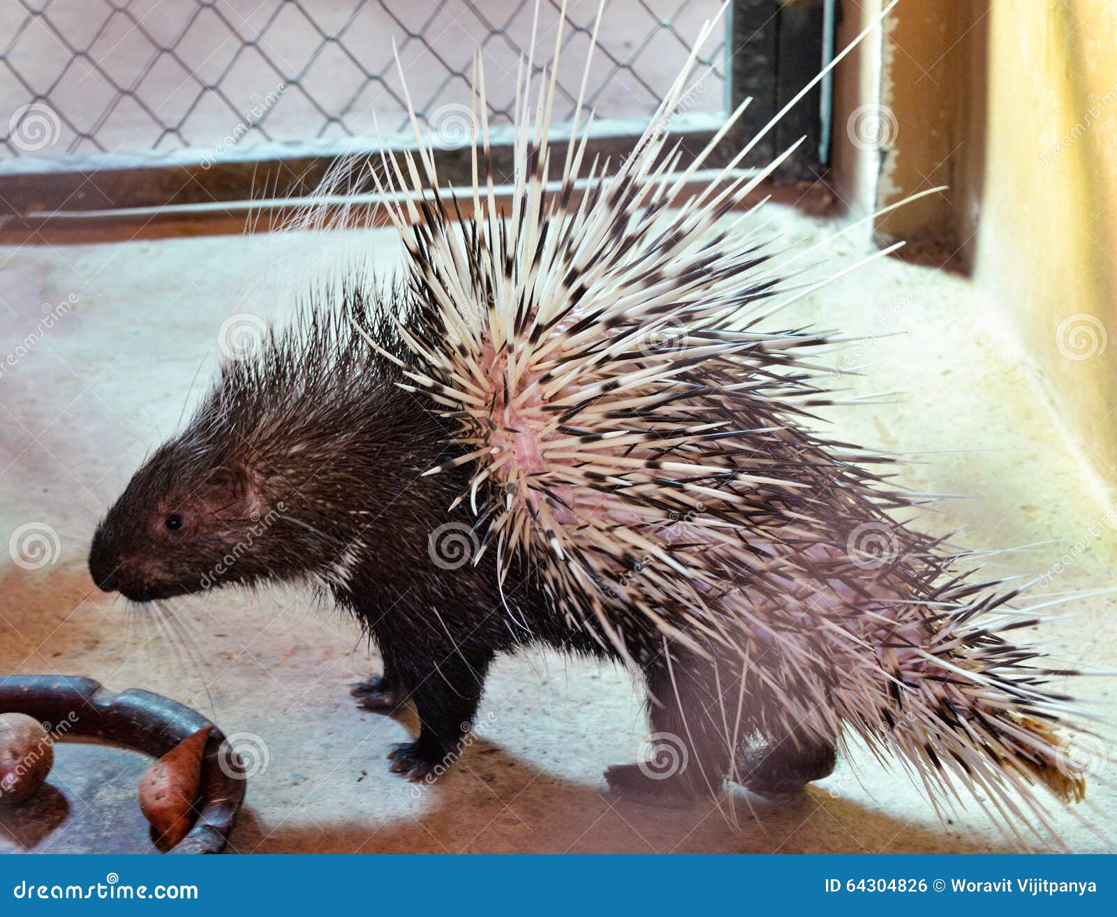 Malayan porcupine stock photo. Image of krajarn, brachyura - 64304826