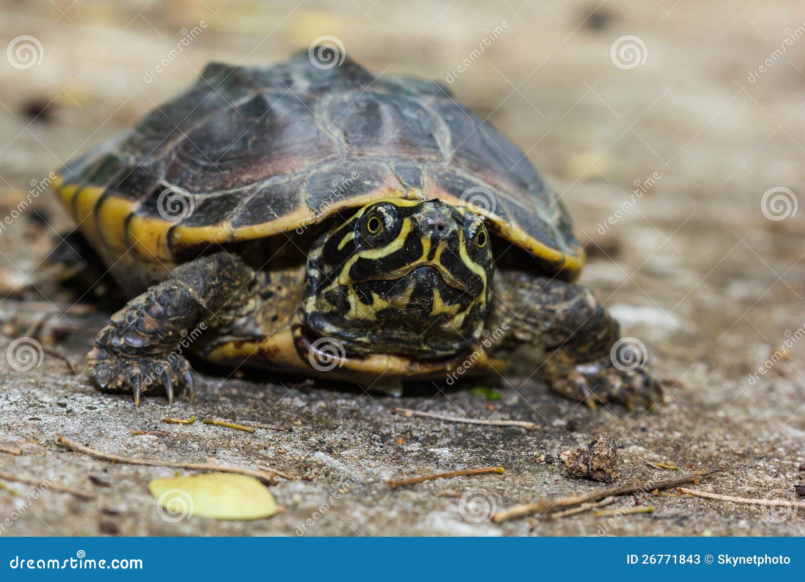 Malayan Box Turtle Stock Photography | CartoonDealer.com #10560284