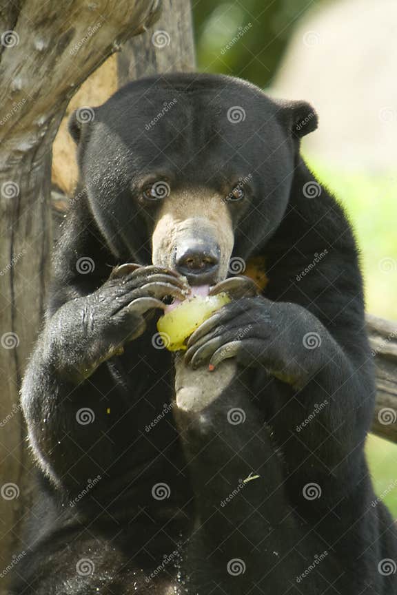 Sun bear eating food stock image. Image of eating, eats - 4063747