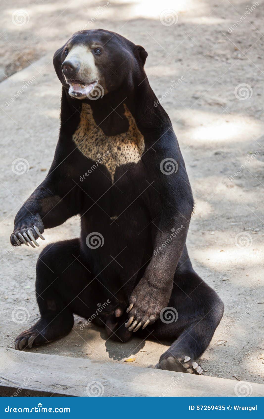 Malayan Sun Bear Helarctos Malayanus Stock Image - Image of jungle, mammals: 87269435