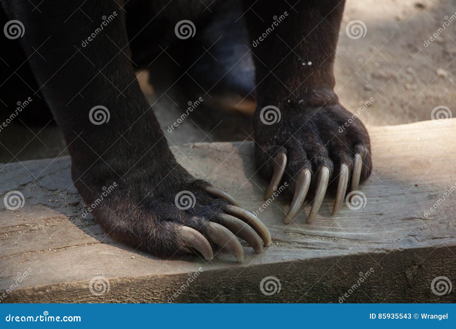 Sun Bear, Helarctos Malayanus, Beautiful Dangerous Animal From Asian ...