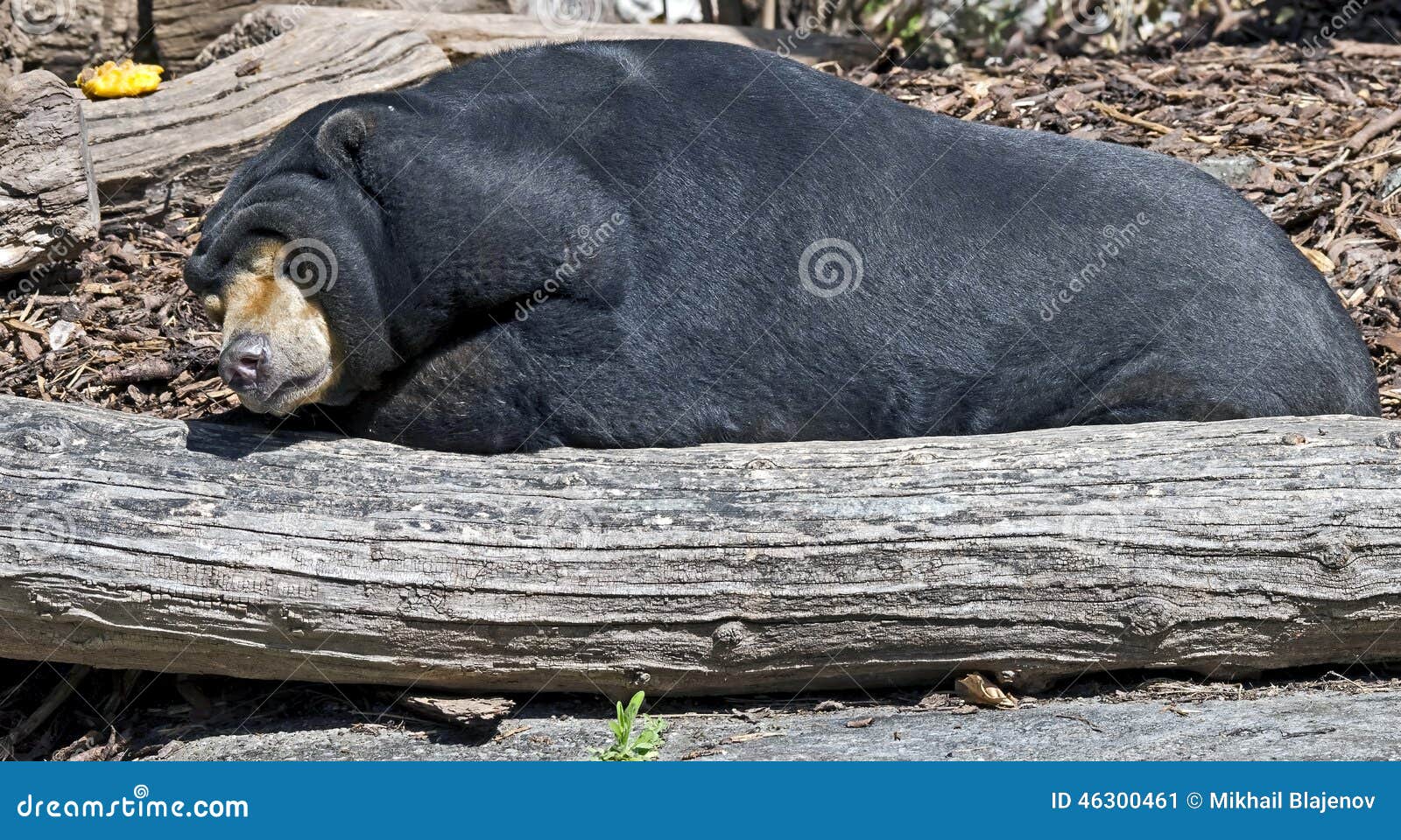 Malayan sun bear 9 stock image. Image of fauna, malayan - 46300461