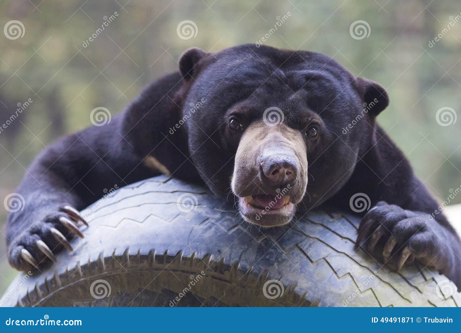 Malayan sun bear stock image. Image of rainforest, carnivore - 49491871