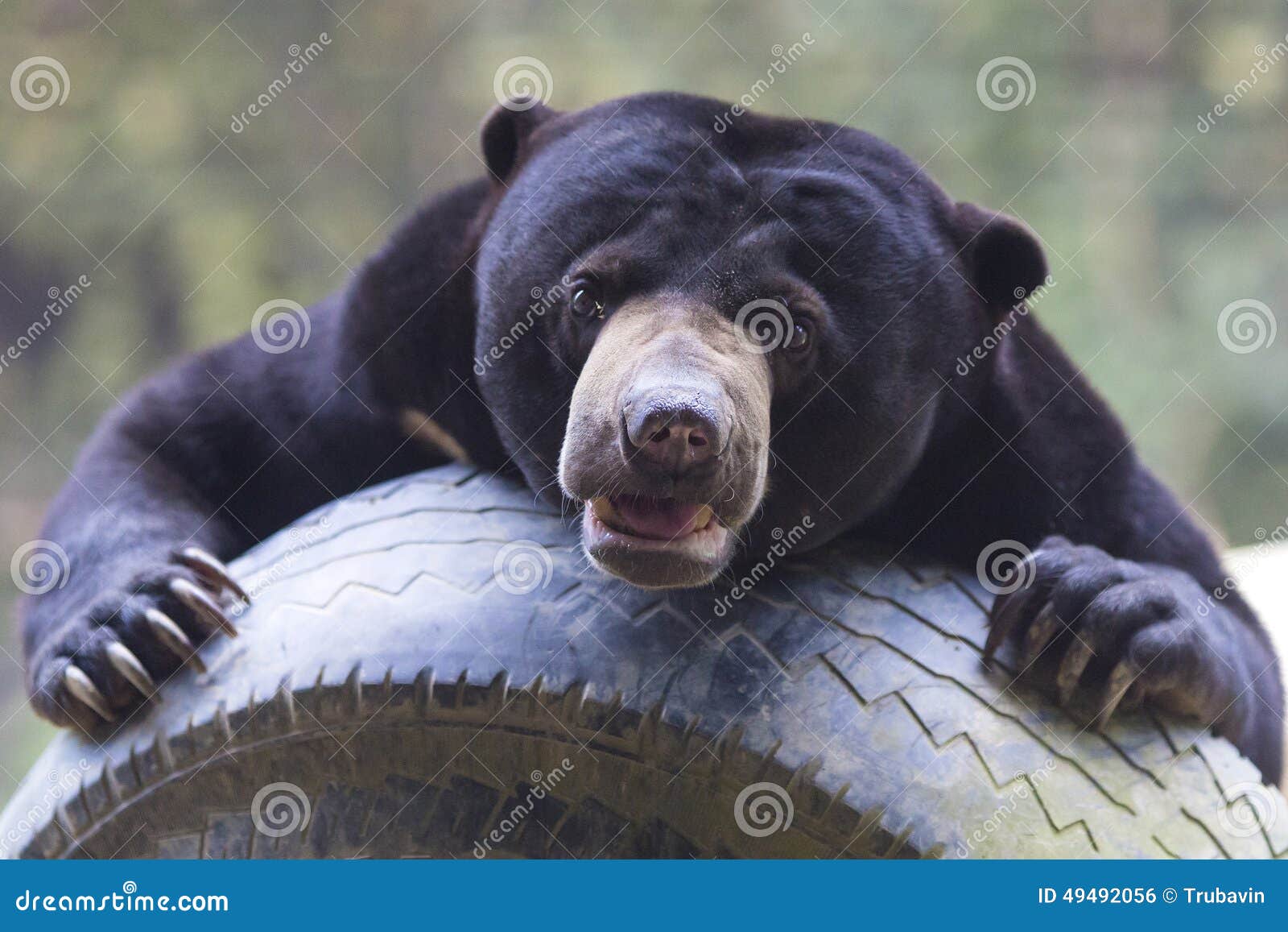 Malayan sun bear stock photo. Image of funny, creature - 49492056