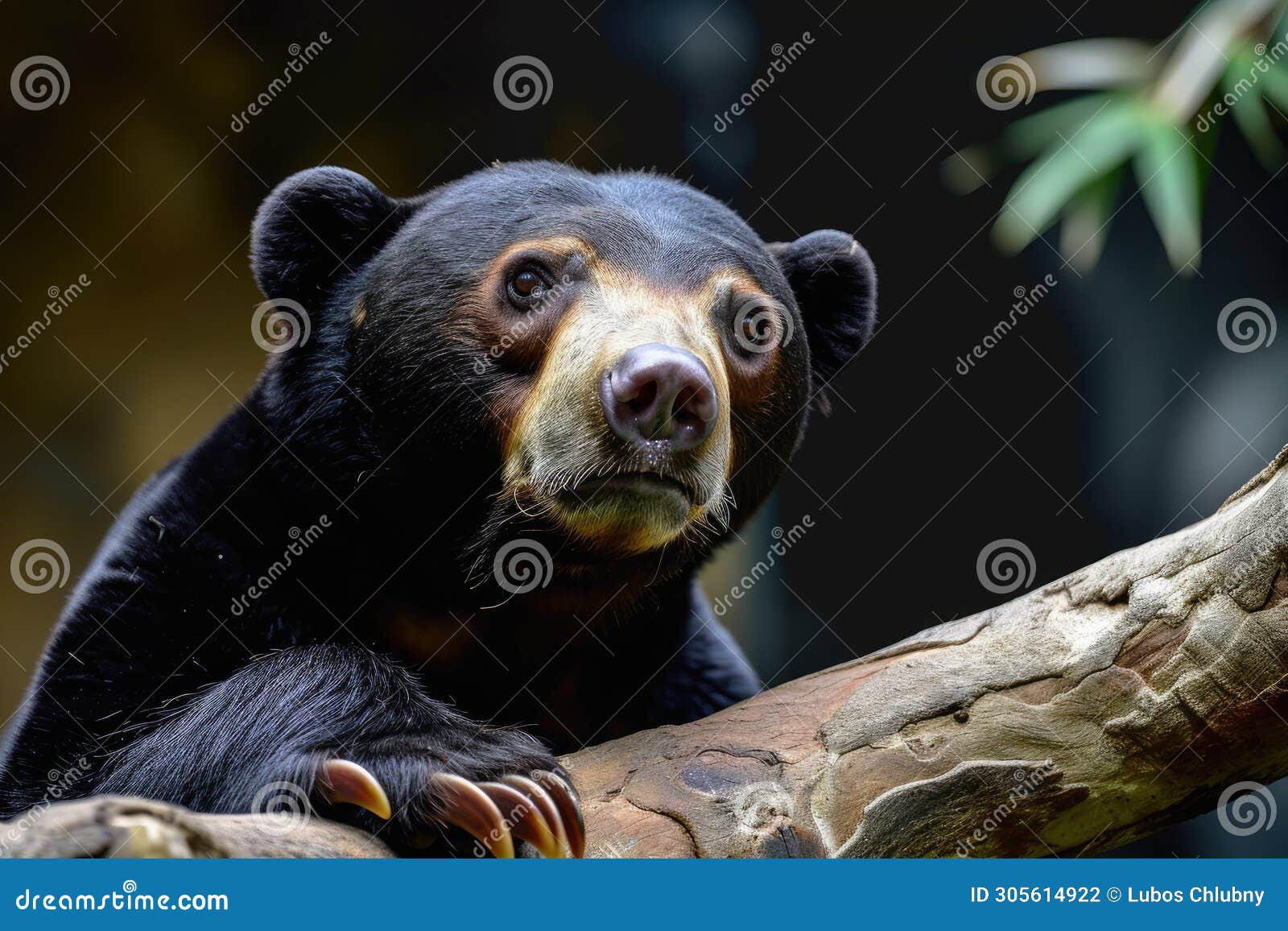 Malayan Sun Bear Walking through the Jungle Stock Illustration ...