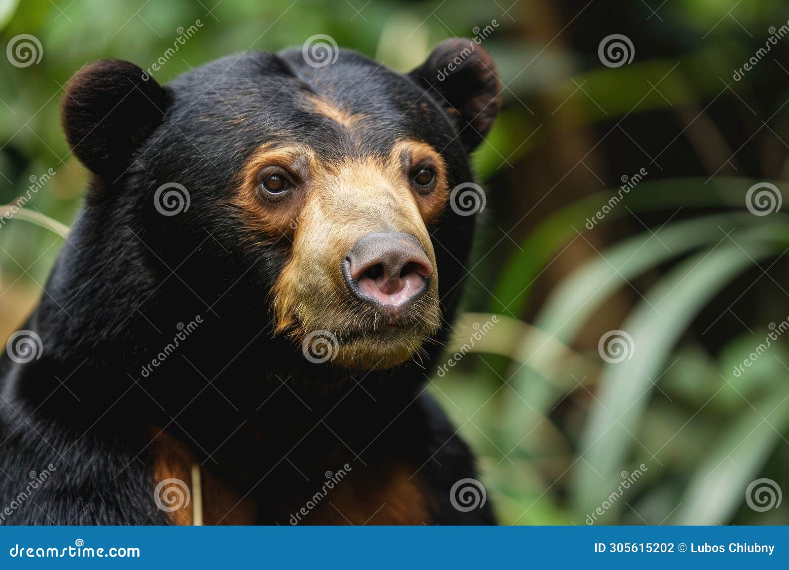Malayan Sun Bear Walking through the Jungle Stock Illustration ...