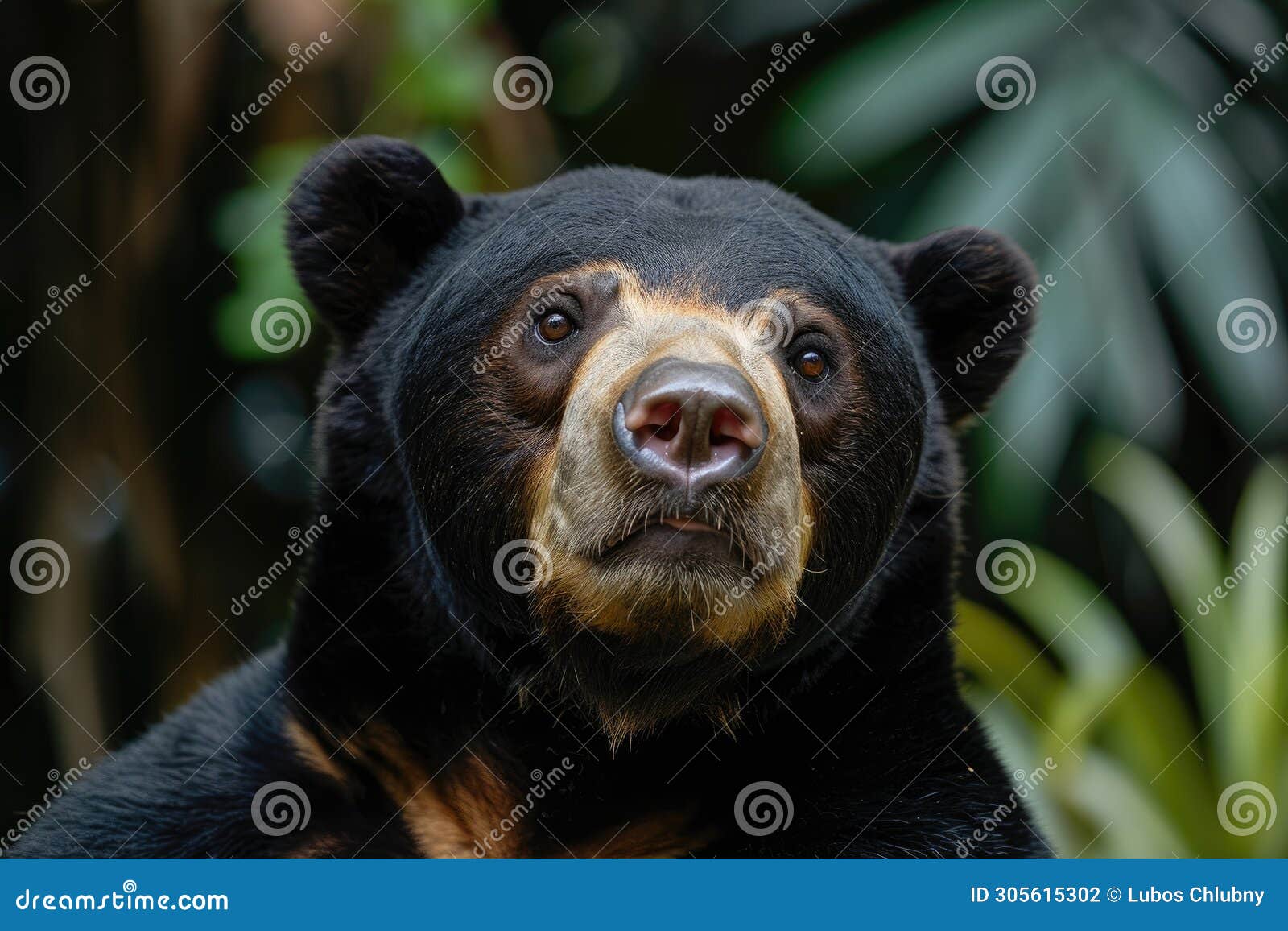 Malayan Sun Bear Walking through the Jungle Stock Illustration ...