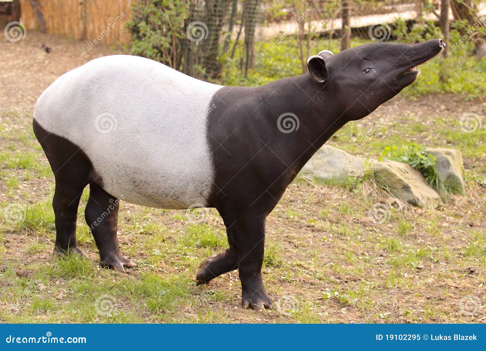 Malayan Tapir Royalty-Free Stock Photography | CartoonDealer.com #9842273