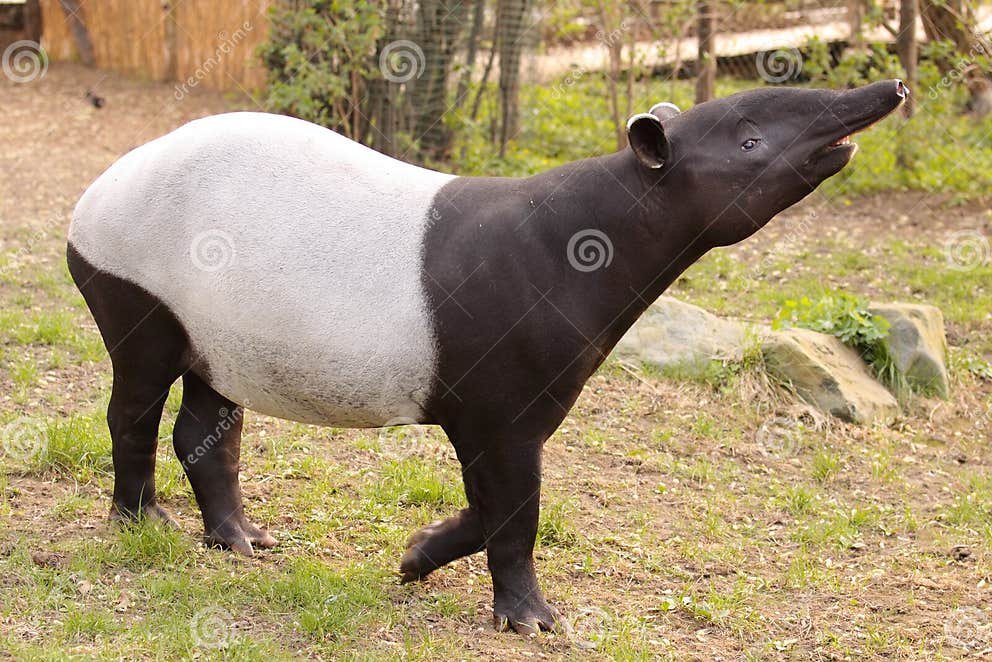 Malayan tapir stock image. Image of asian, tapir, grass - 19102295