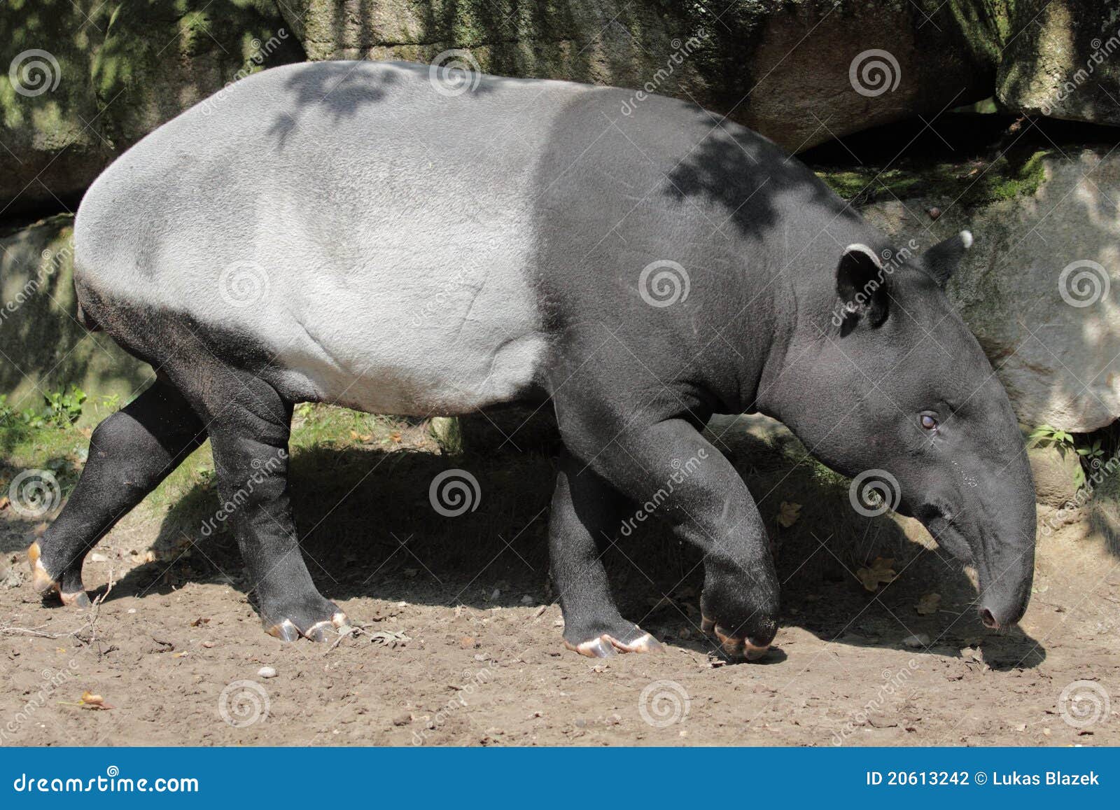 Malayan tapir stock photo. Image of wild, wildlife, tapir - 20613242