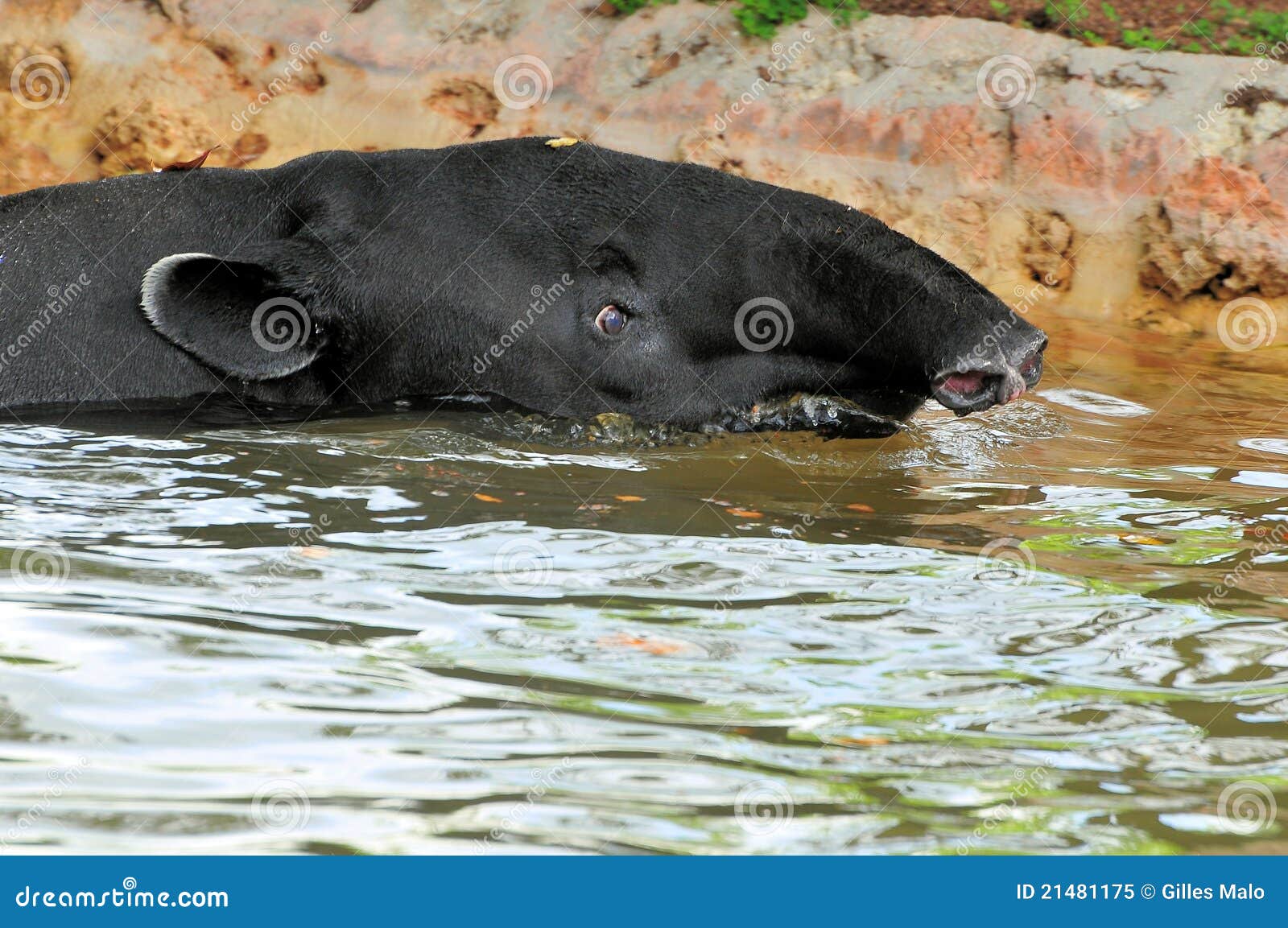 Malayan Tapir stock image. Image of trunk, nature, saddle - 21481175