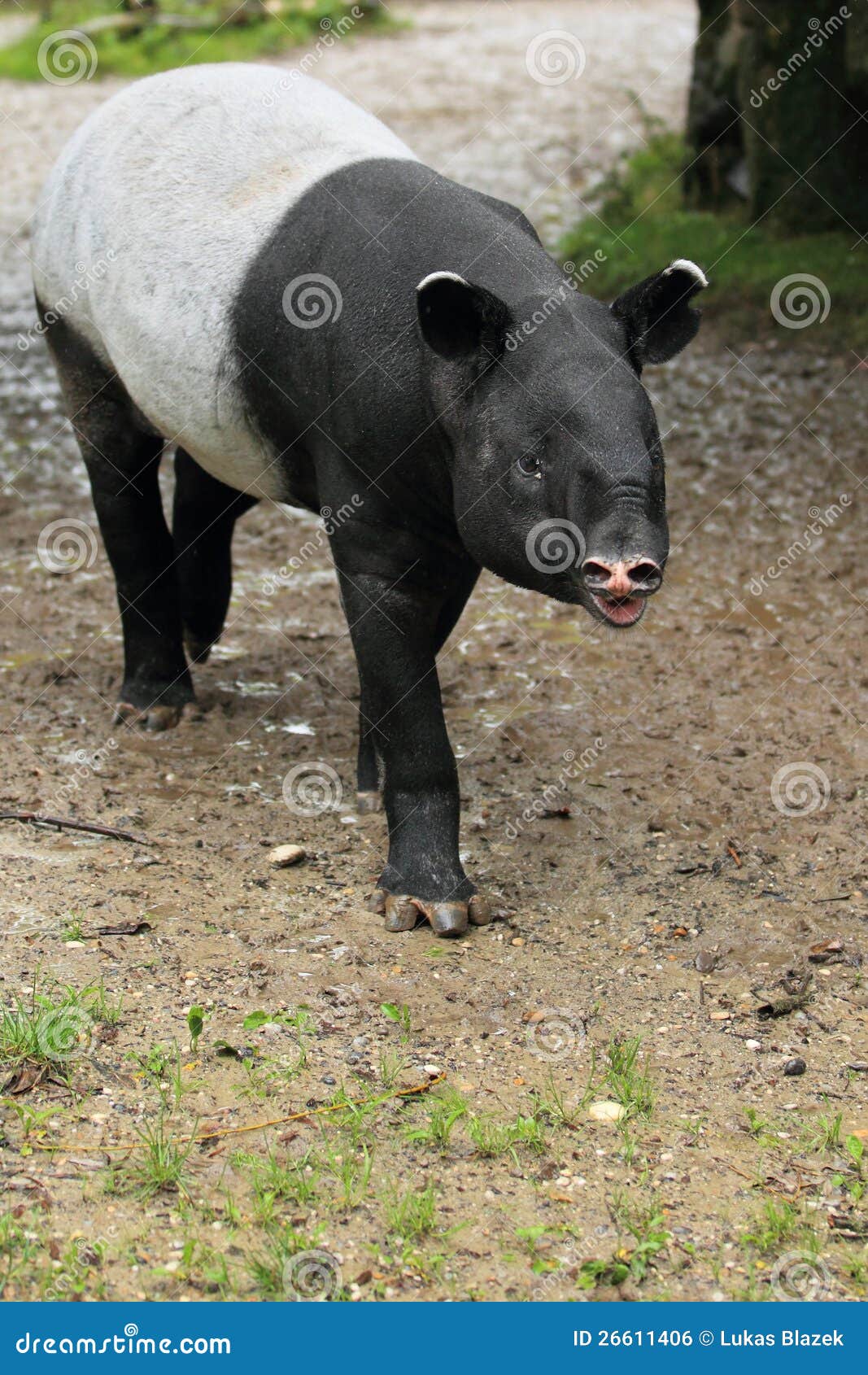 Malayan tapir stock photo. Image of strolling, grass - 26611406