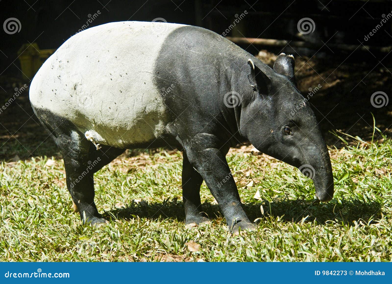 Malayan Tapir stock image. Image of black, malayan, wildlife - 9842273