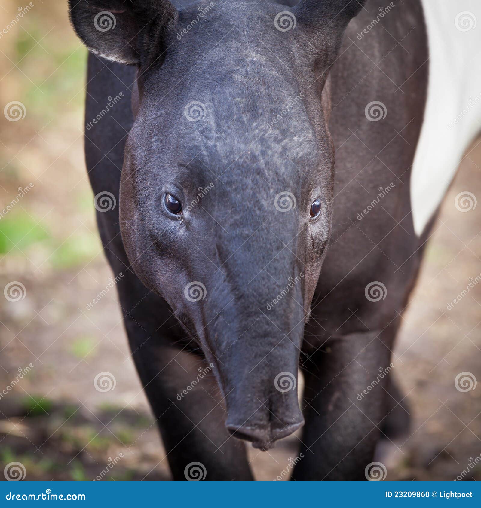 Malayan Tapir, Also Called Asian Tapir Stock Photo - Image of graze ...