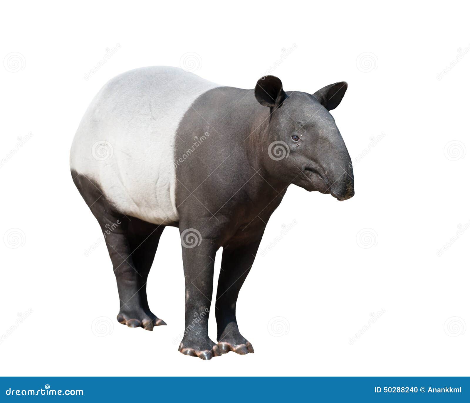 The Malayan Tapir Acrocodia Indica, Also Called The Asian, Asiatic ...