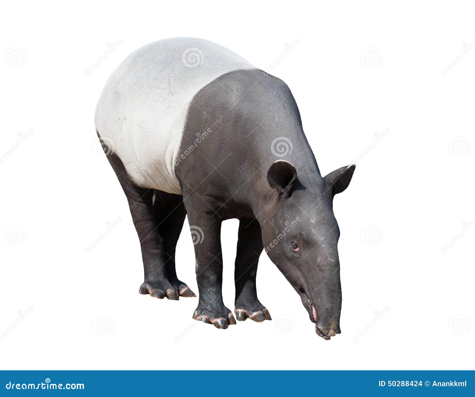 Hoof Of The Malayan Tapir Tapirus Indicus Stock Photo | CartoonDealer ...