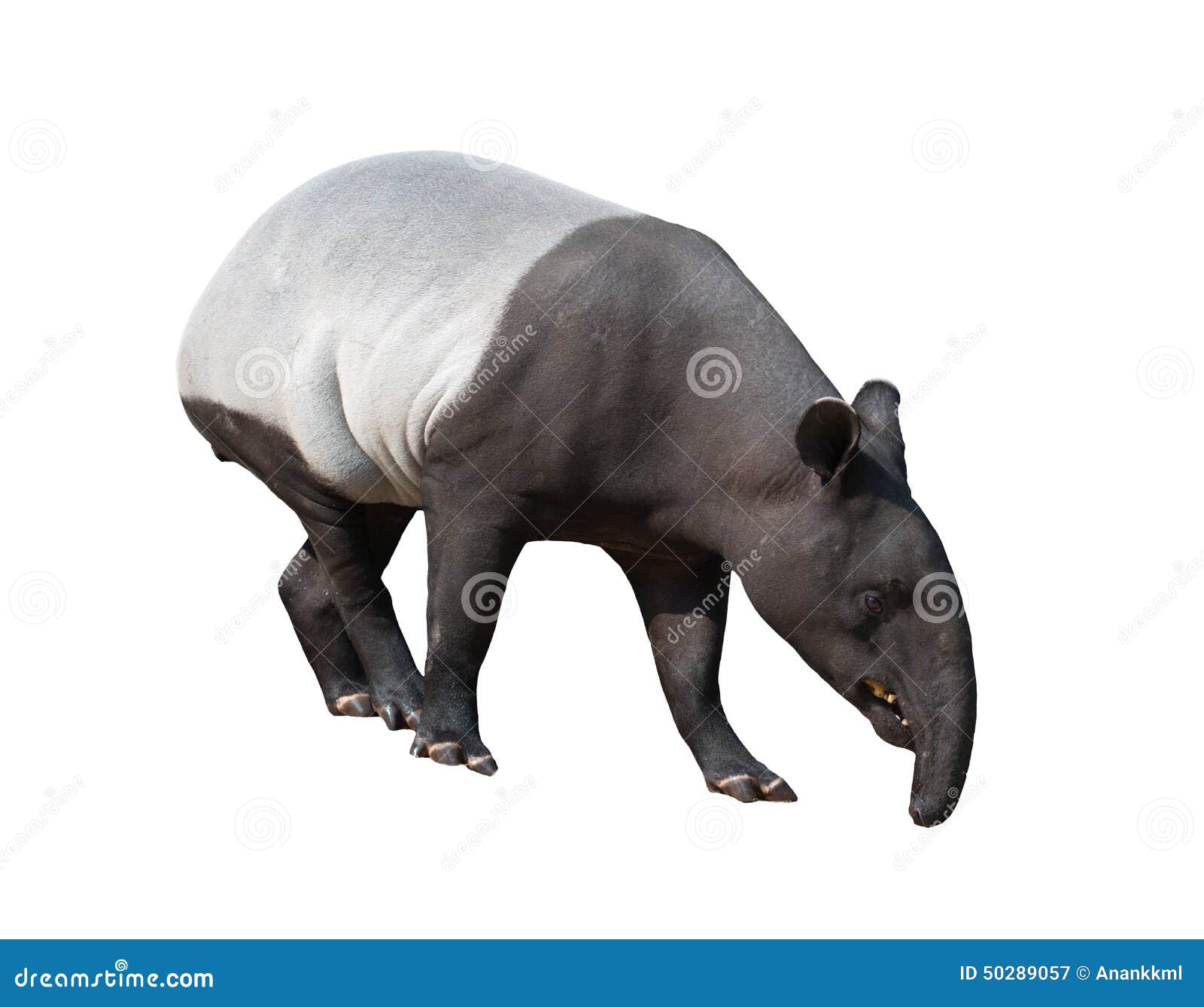 Malayan Tapir Royalty-Free Stock Photography | CartoonDealer.com #9842273