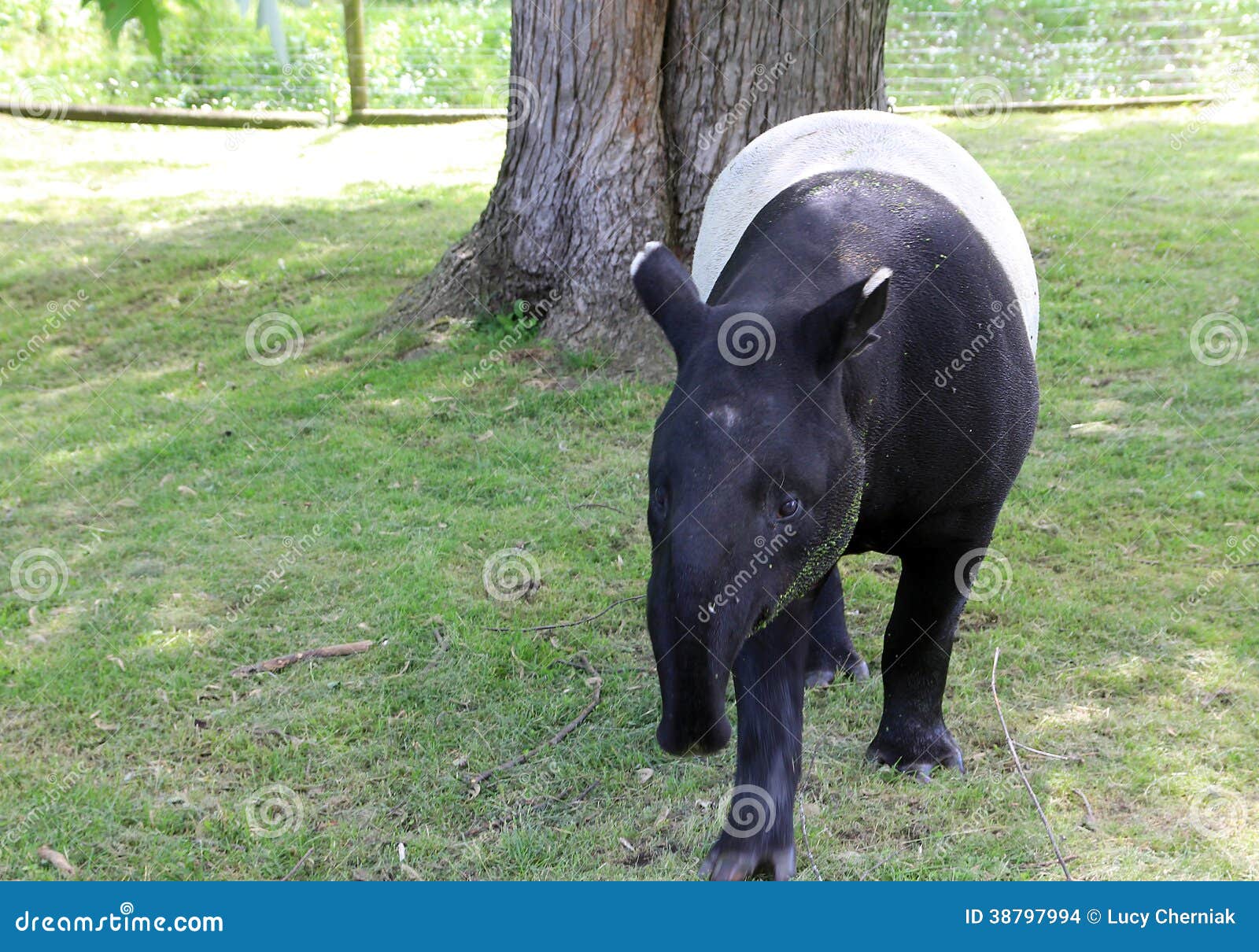 Malayan Tapir stock photo. Image of tapir, malayan, outdoor - 38797994