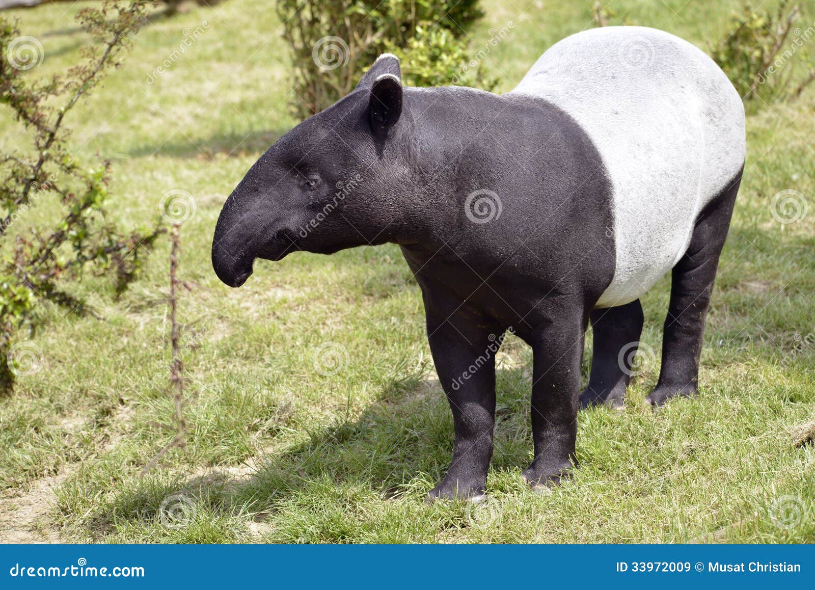 The Malayan Tapir (Tapirus Indicus), Also Called The Asian Tapir, Is ...