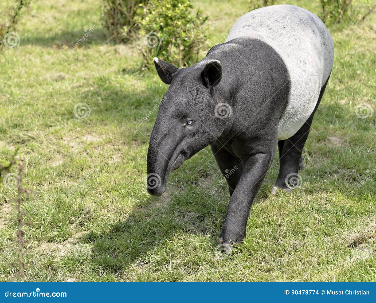 Malayan tapir on grass stock photo. Image of animal, black - 90478774