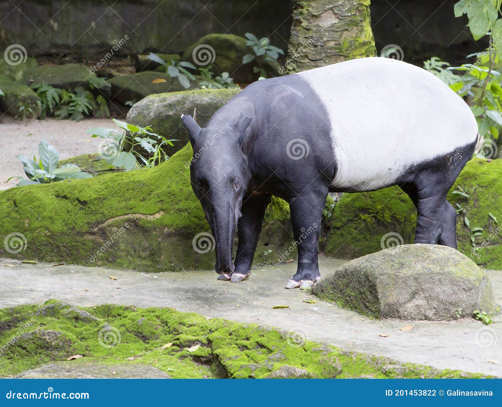 Malayan tapir. stock photo. Image of asia, hoofed, gray - 201453822